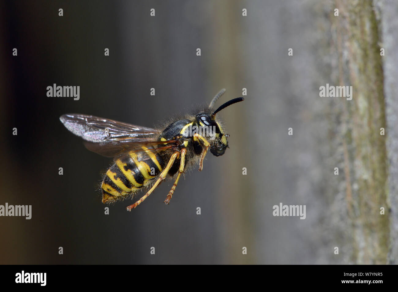 Back side of vespa hi-res stock photography and images - Alamy