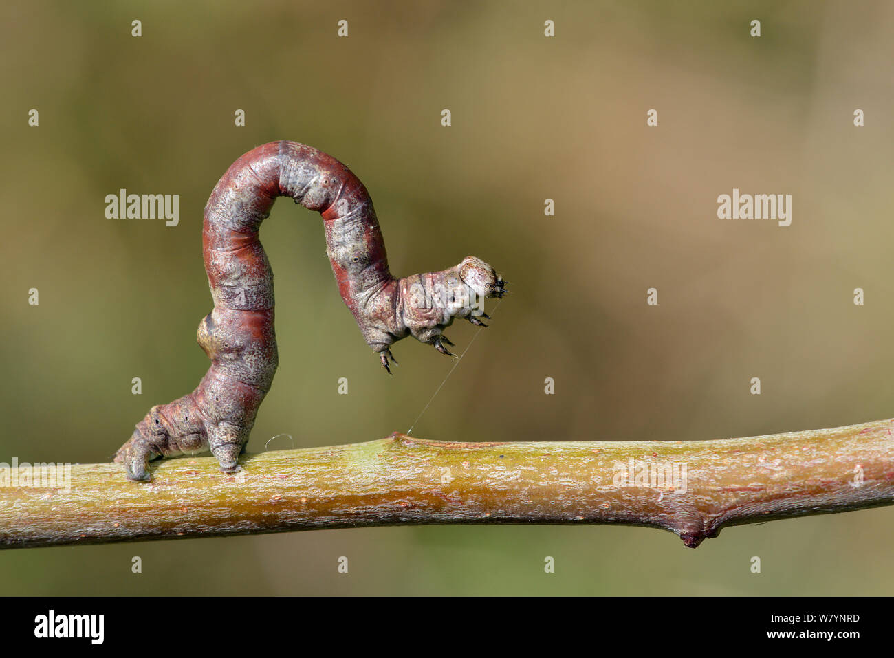 Geometrid Caterpillar High Resolution Stock Photography and Images - Alamy