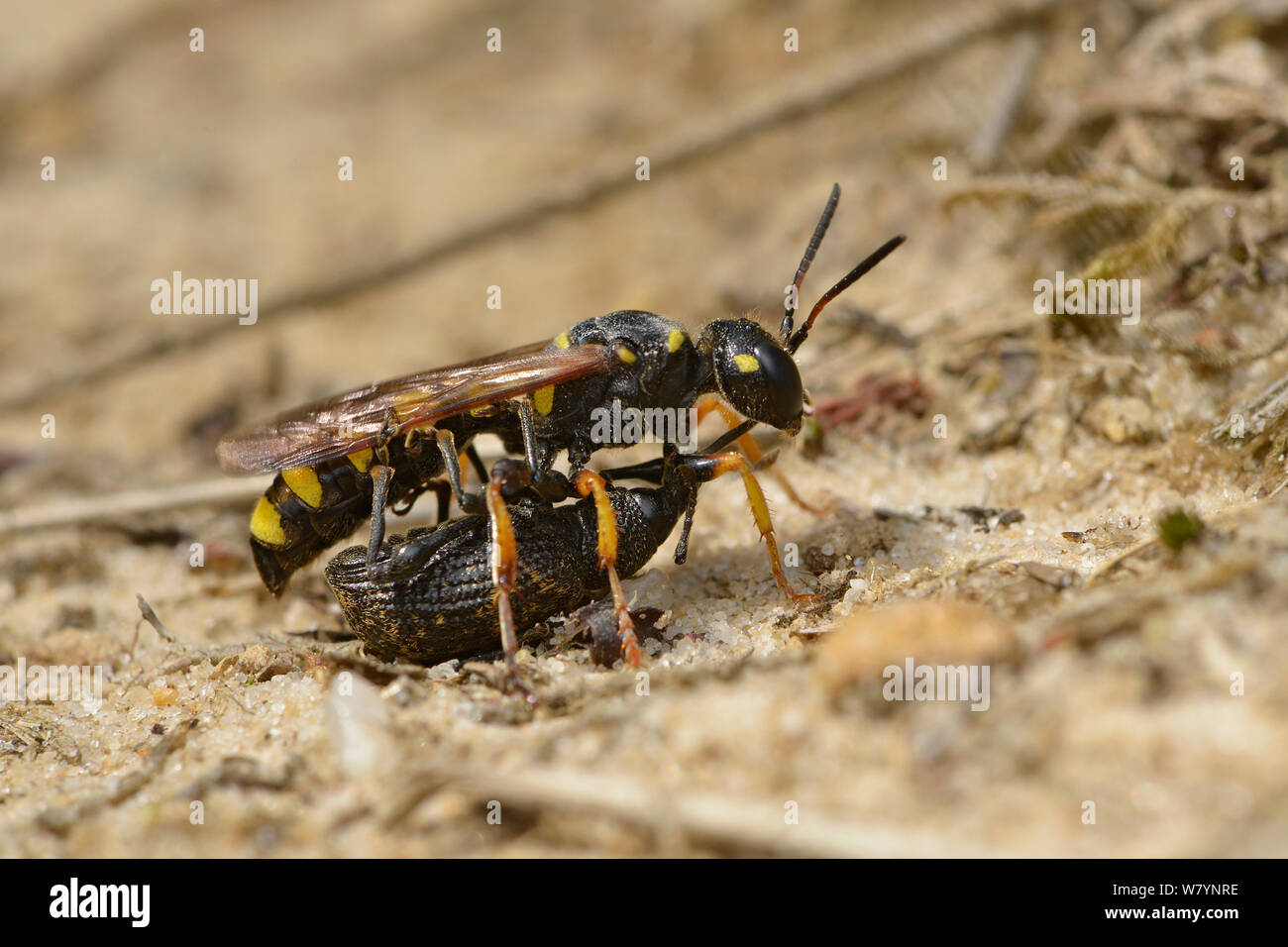 Digger Wasp (Cerceris arenaria) carrying large weevil back to burrow ...