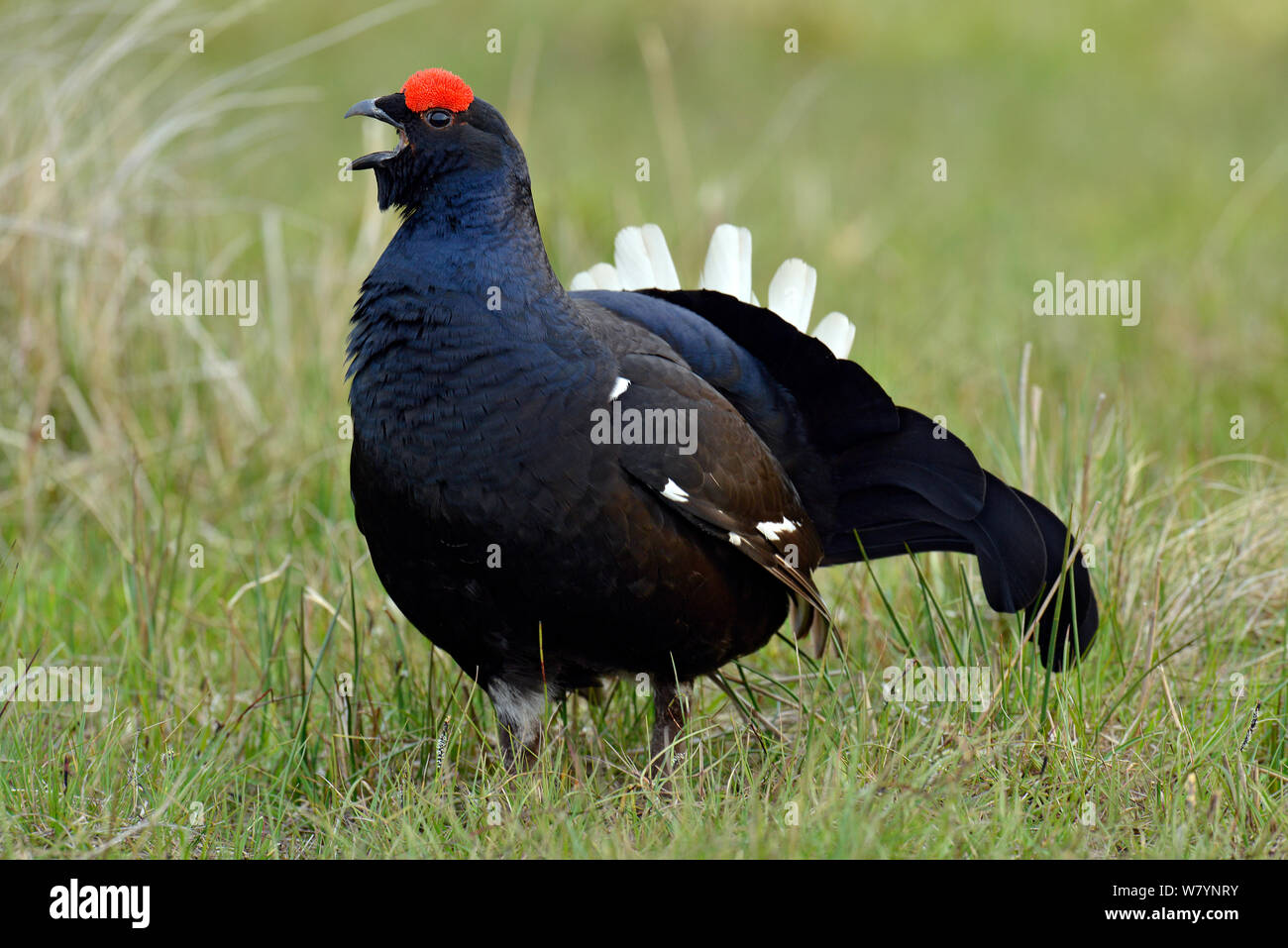 Black grouse (Tetrao tetrix) male displaying at lek, Upper Teesdale ...