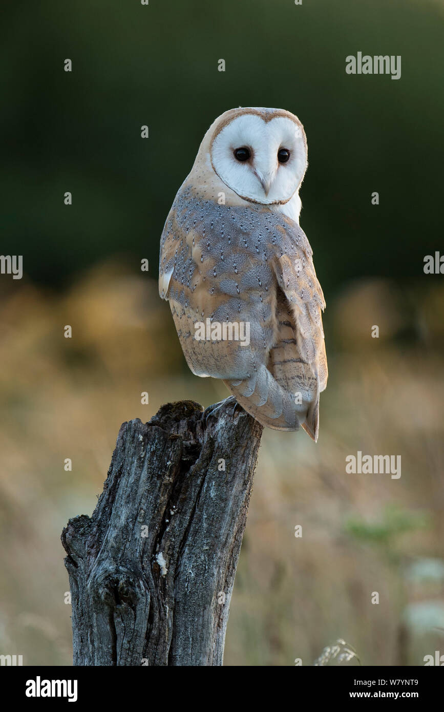 Owl Looking Over Shoulder High Resolution Stock Photography and Images ...