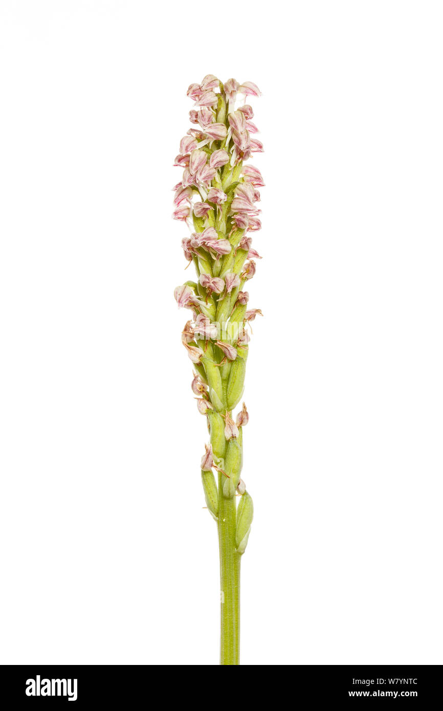 Dense-flowered orchid (Neotinea maculata), Villarroya forest, La Rioja, Spain, May ...