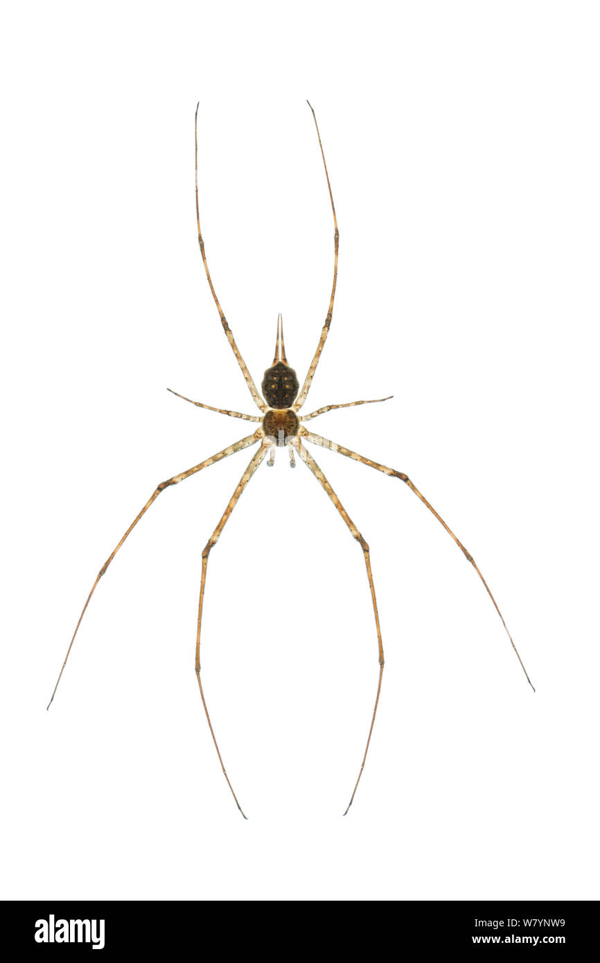 Two tailed spiders Cut Out Stock Images & Pictures - Alamy