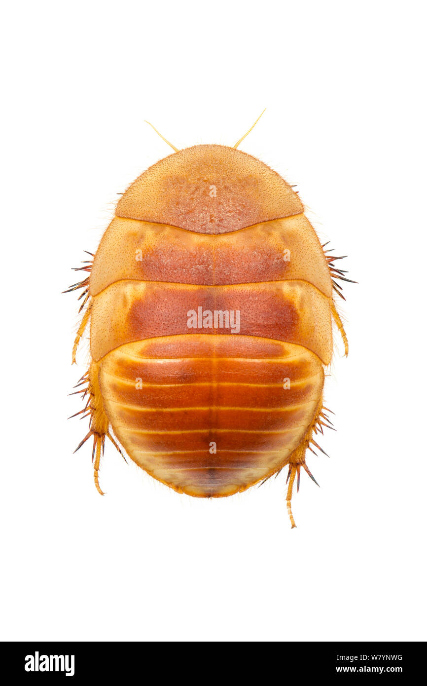 Israeli sand cockroach (Heterogamodes hebraica) female, Central Coastal ...