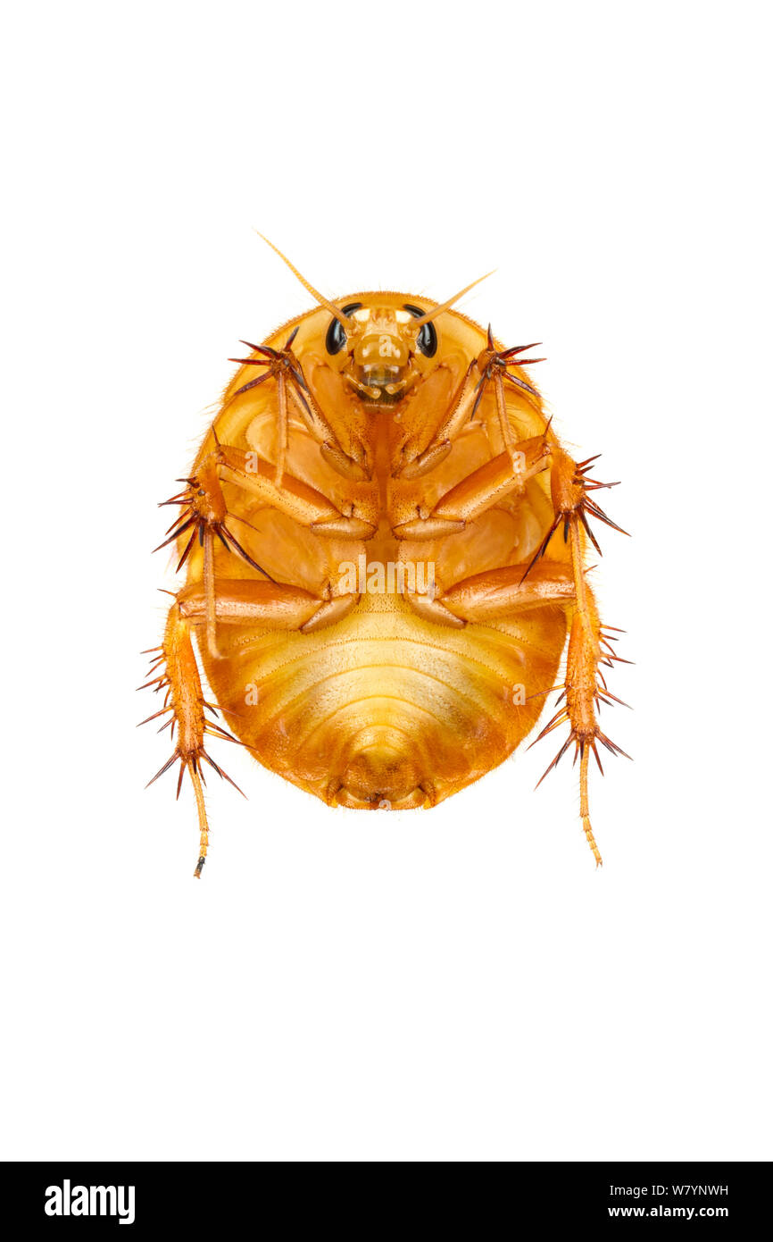 Polyphagidae High Resolution Stock Photography and Images - Alamy