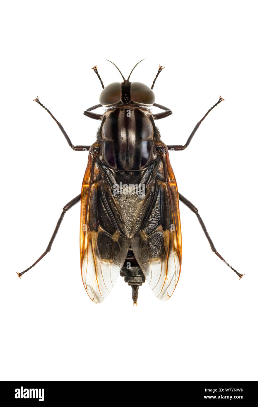 Timber fly (Pantophthalmidae), Caves Branch, Cayo District, Belize ...