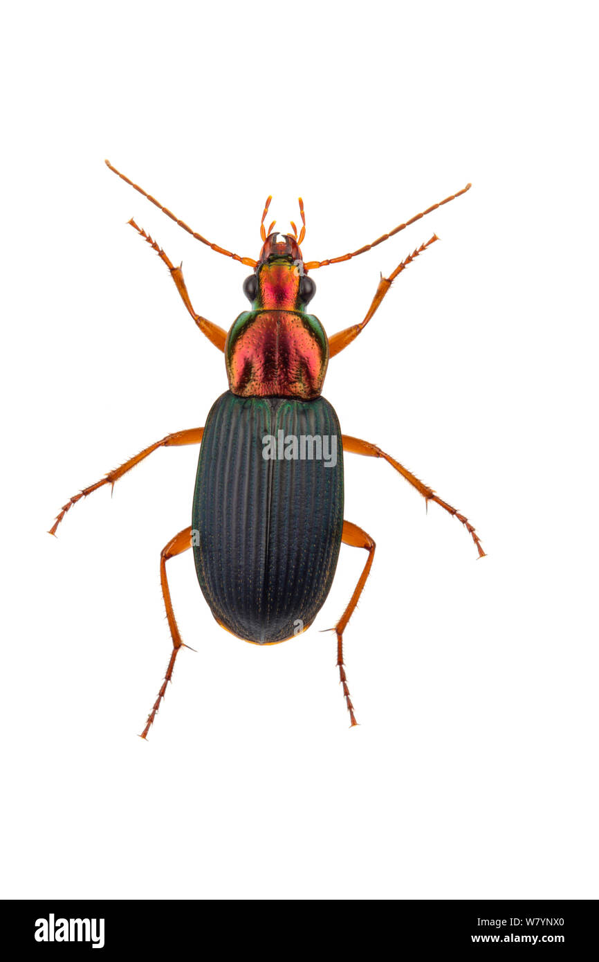 Ground beetle (Chlaenius dimidiatus), Dora Rainpool, Central Coastal ...