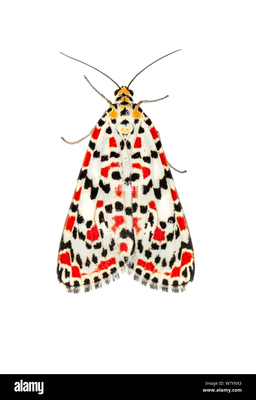 Crimson-speckled flunkey (Utetheisa pulchella), Netanya, Central ...