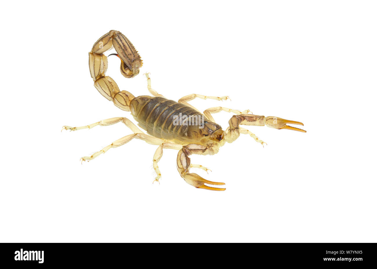 Androctonus scorpion Cut Out Stock Images & Pictures - Alamy