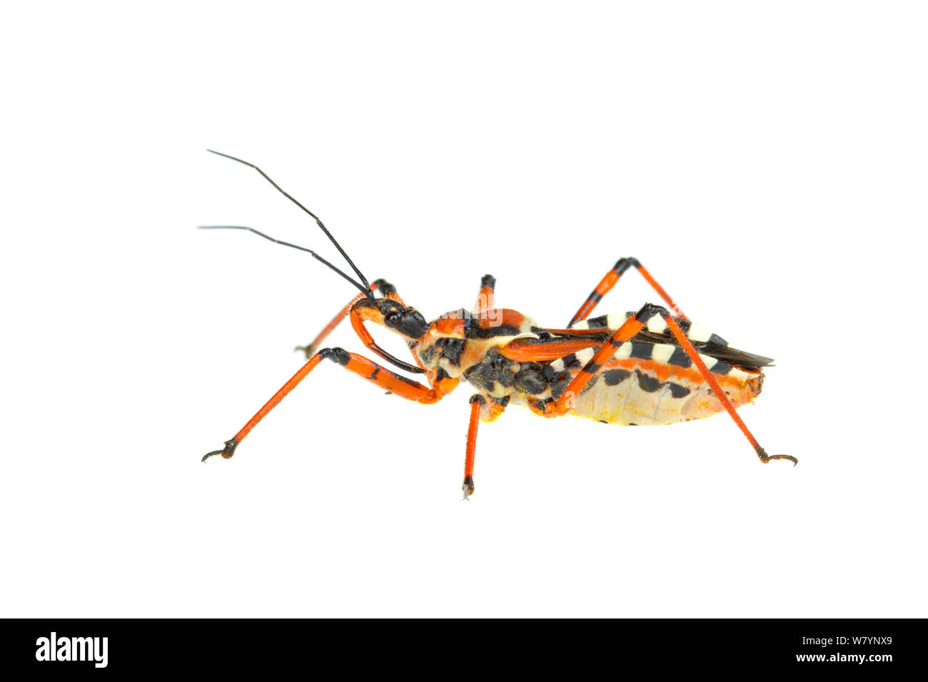 Spotted assassin bug (Rhynocoris punctiventris), Carmel Mountain Range ...