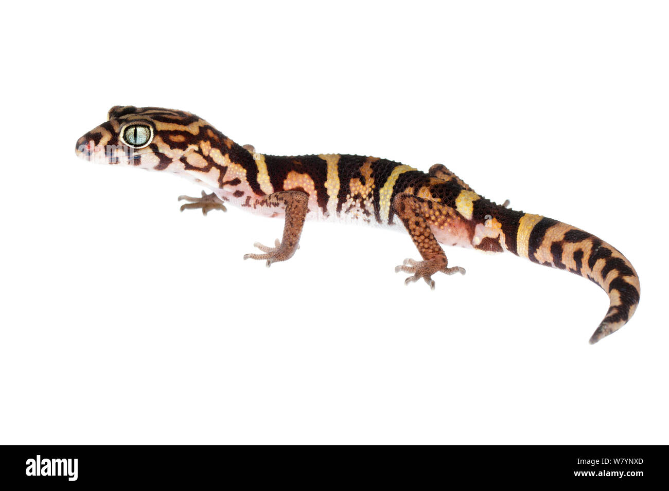 Yucatan banded gecko (Coleonyx elegans), Toledo District, Belize ...