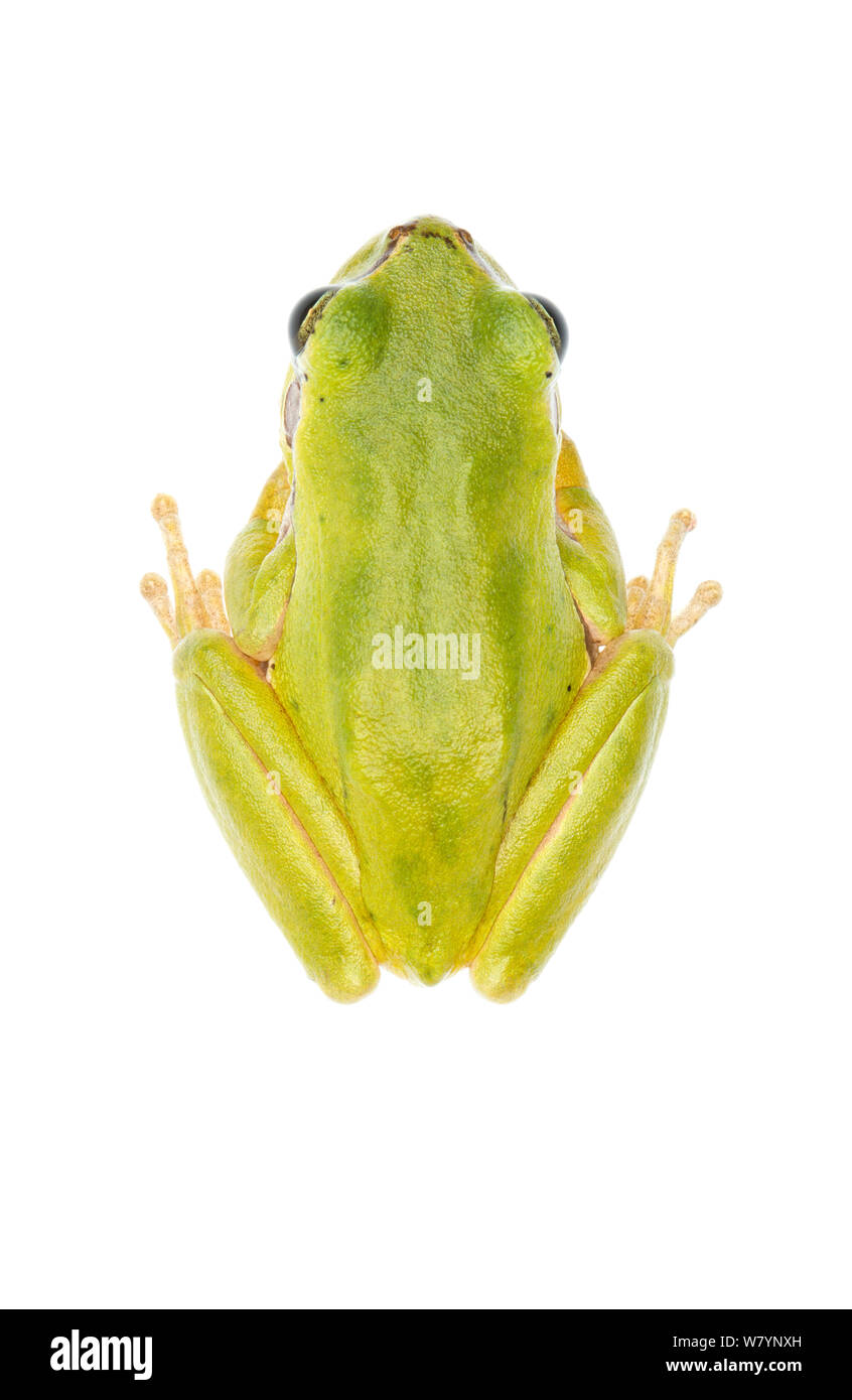 Yellow Tree Frog