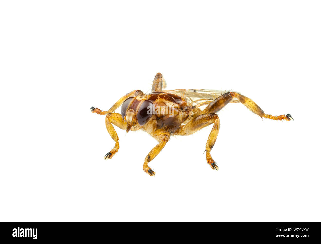 Hippobosca camelina hi-res stock photography and images - Alamy