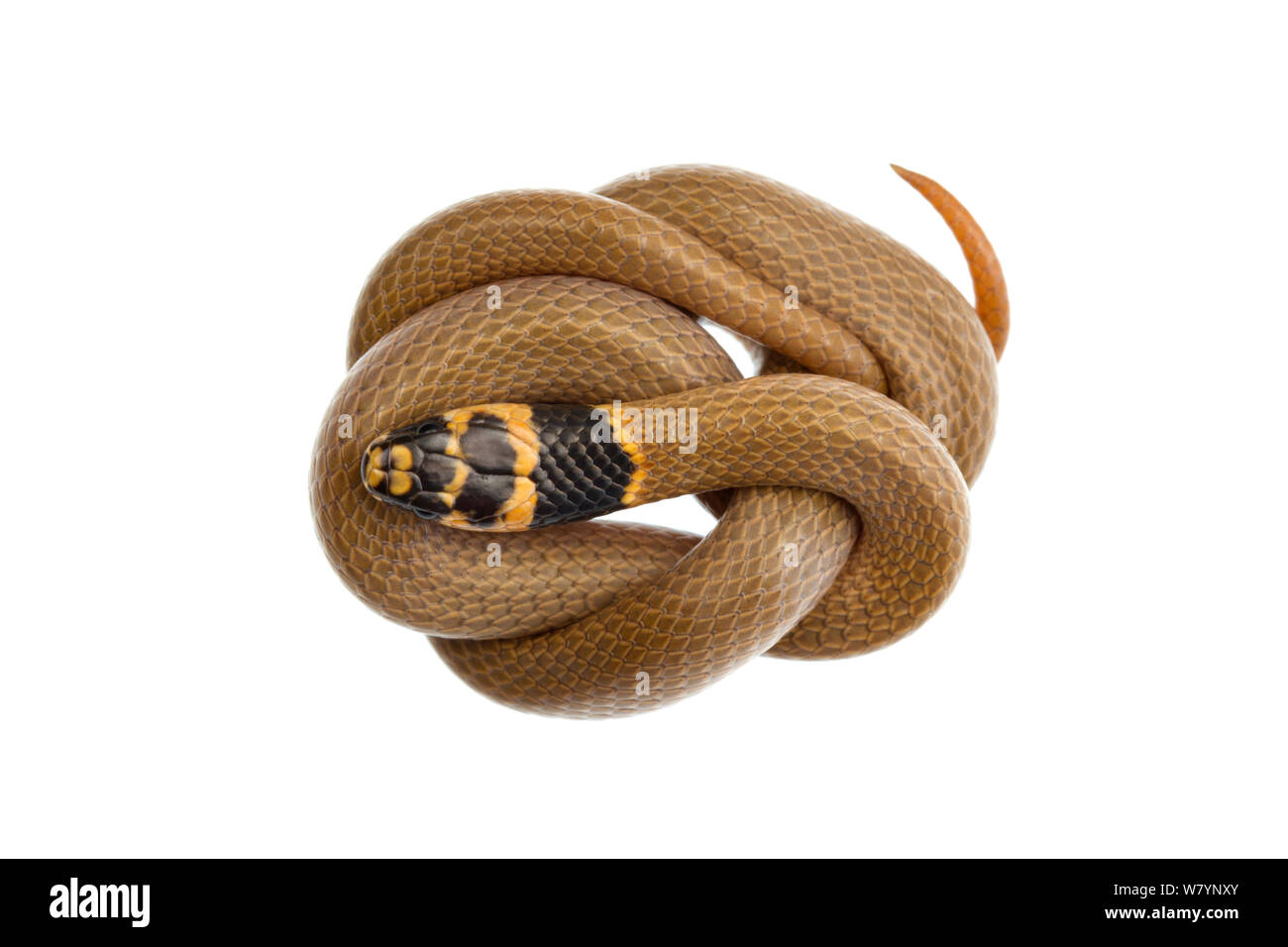 S dwarf snake hi-res stock photography and images - Alamy