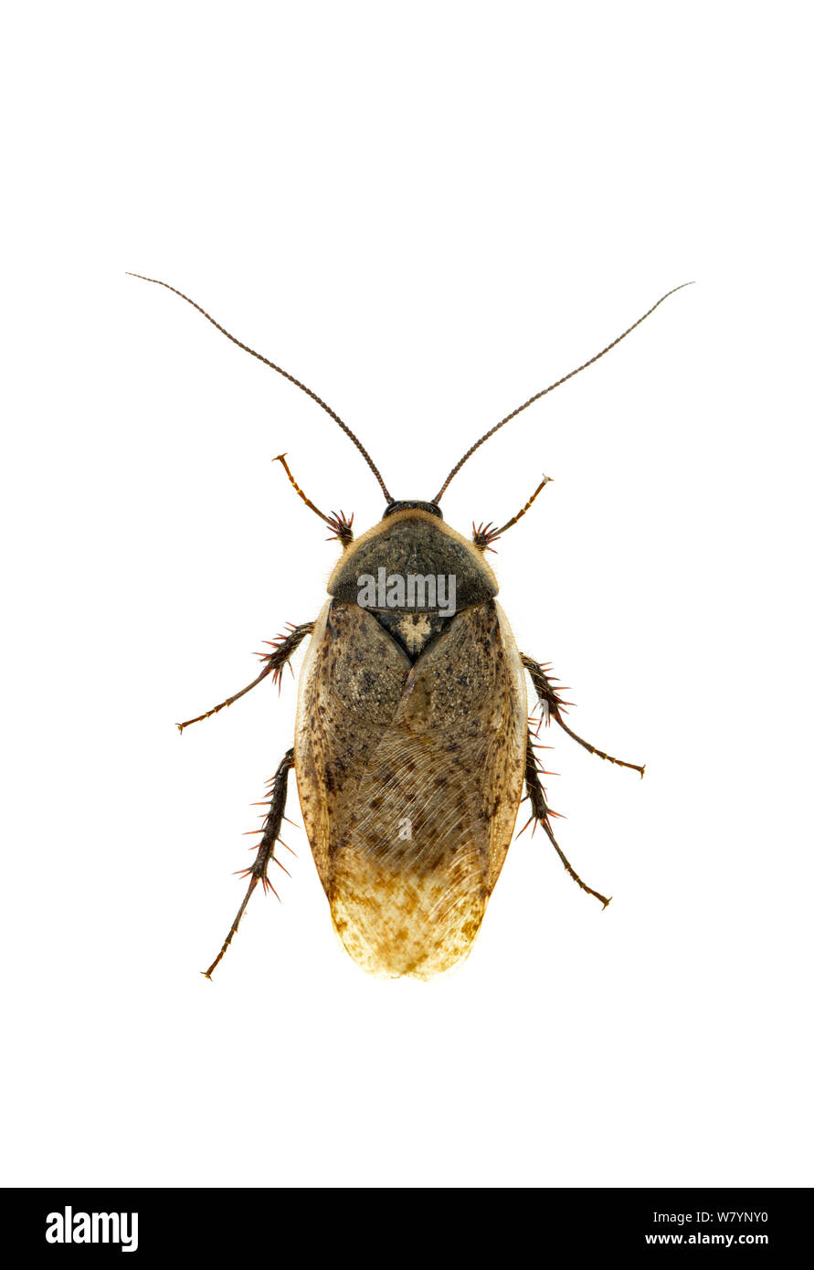 Hemelytroblatta africana hi-res stock photography and images - Alamy