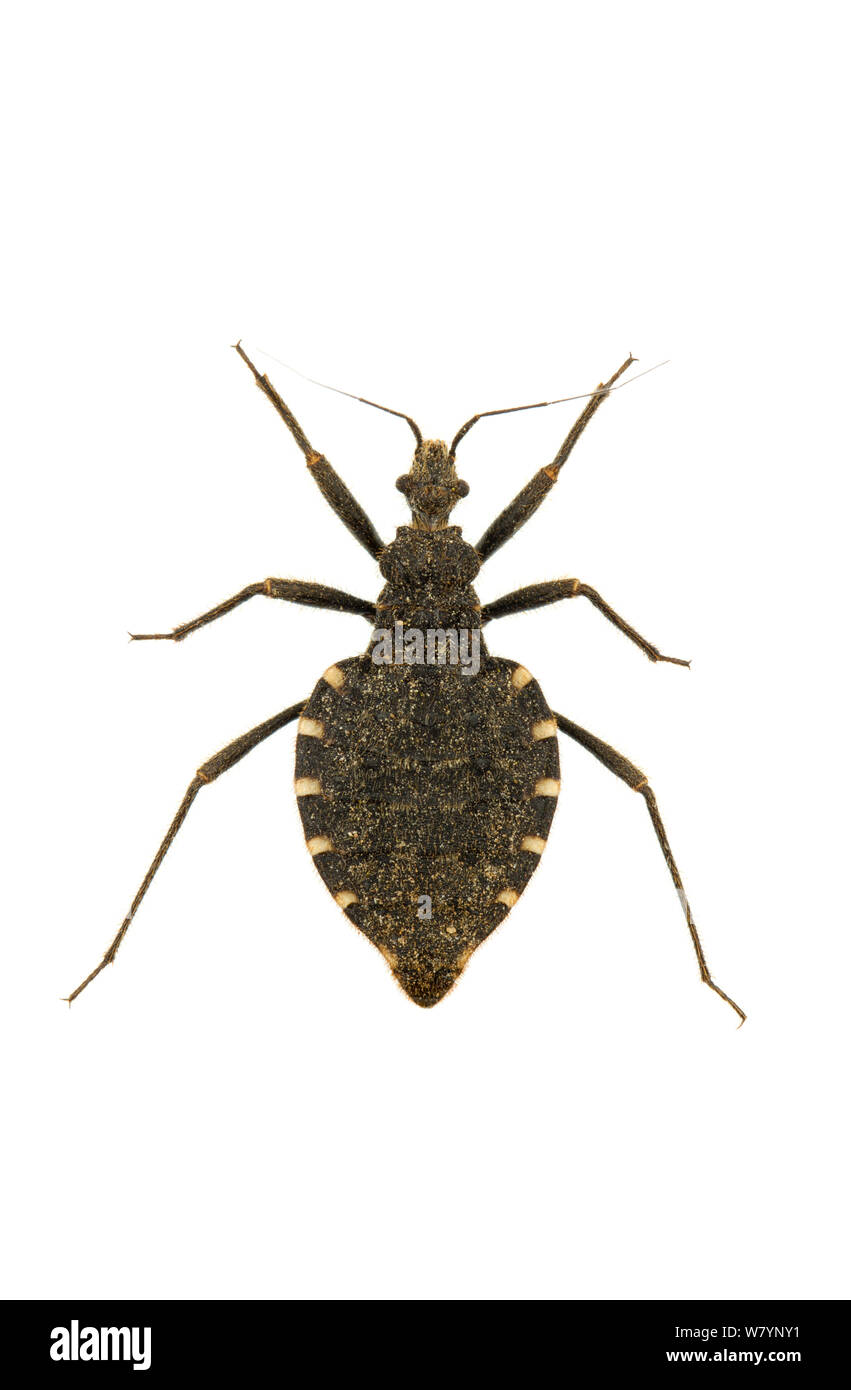 Brown sand assassin bug (Holotrichius rotundatus) female covered with ...