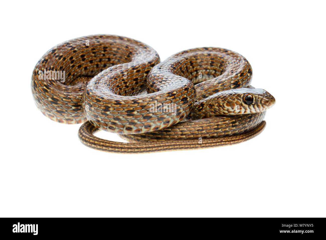 Coastal snake hi-res stock photography and images - Alamy