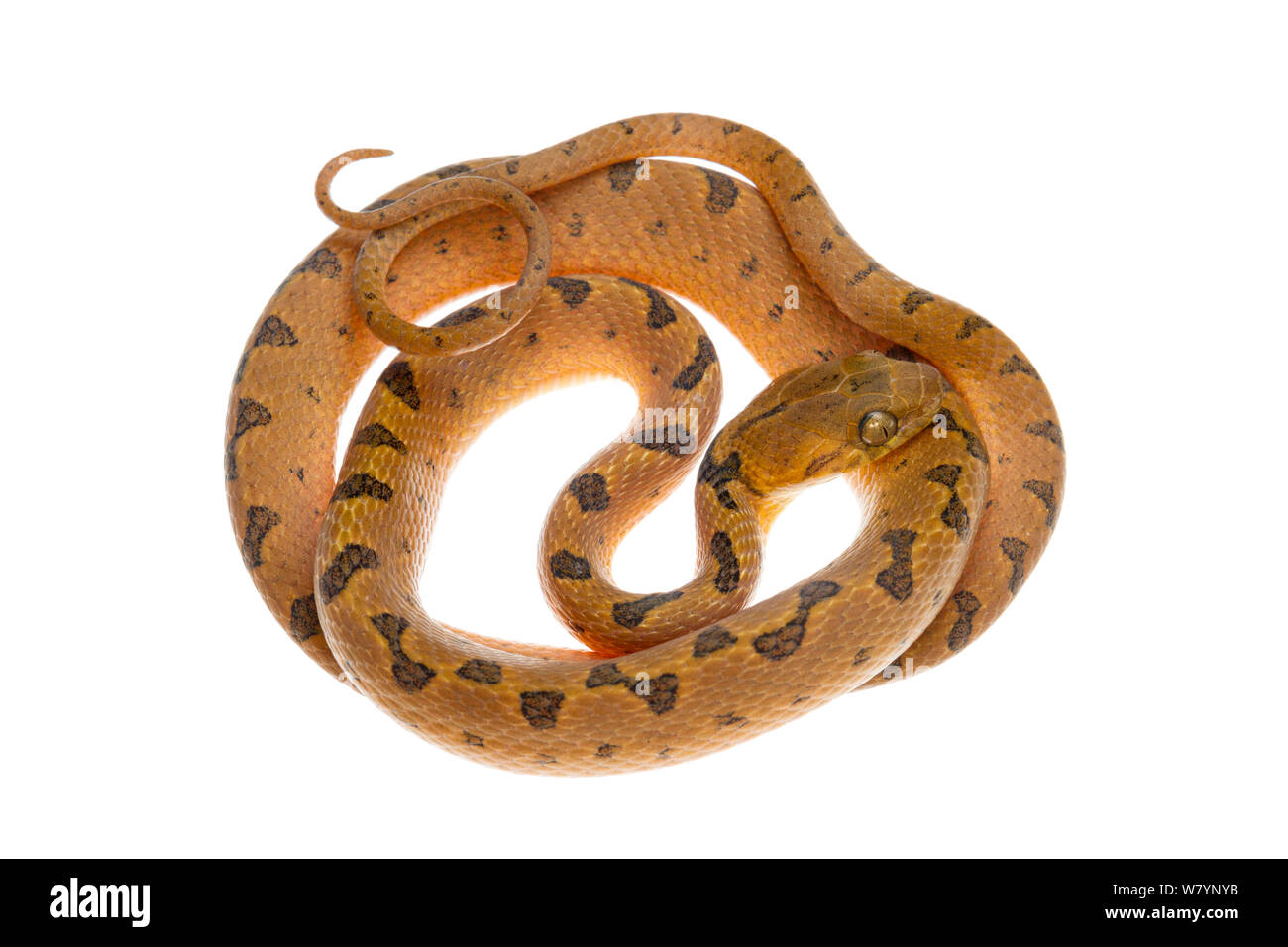 Northern latin Cut Out Stock Images & Pictures - Alamy