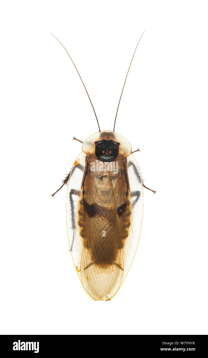 Cockroach head Cut Out Stock Images & Pictures - Alamy