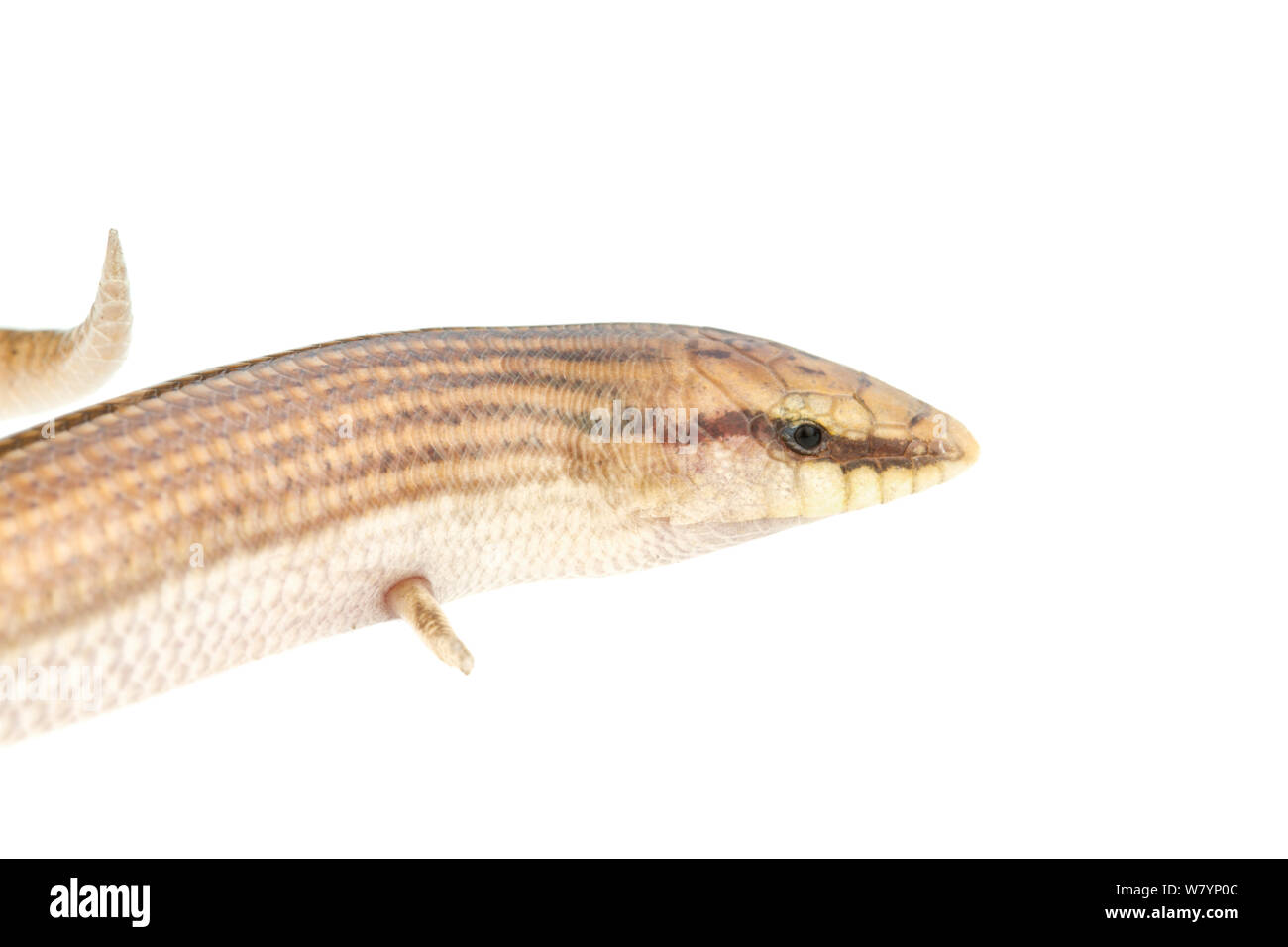 Sphenops sepsoides hi-res stock photography and images - Alamy