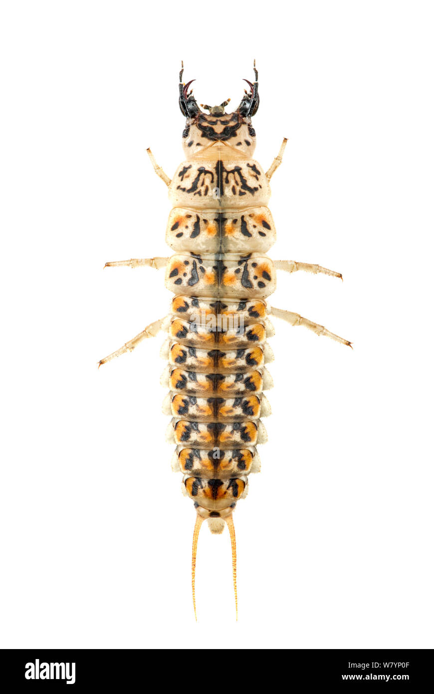 Epomis beetle larva Cut Out Stock Images & Pictures - Alamy