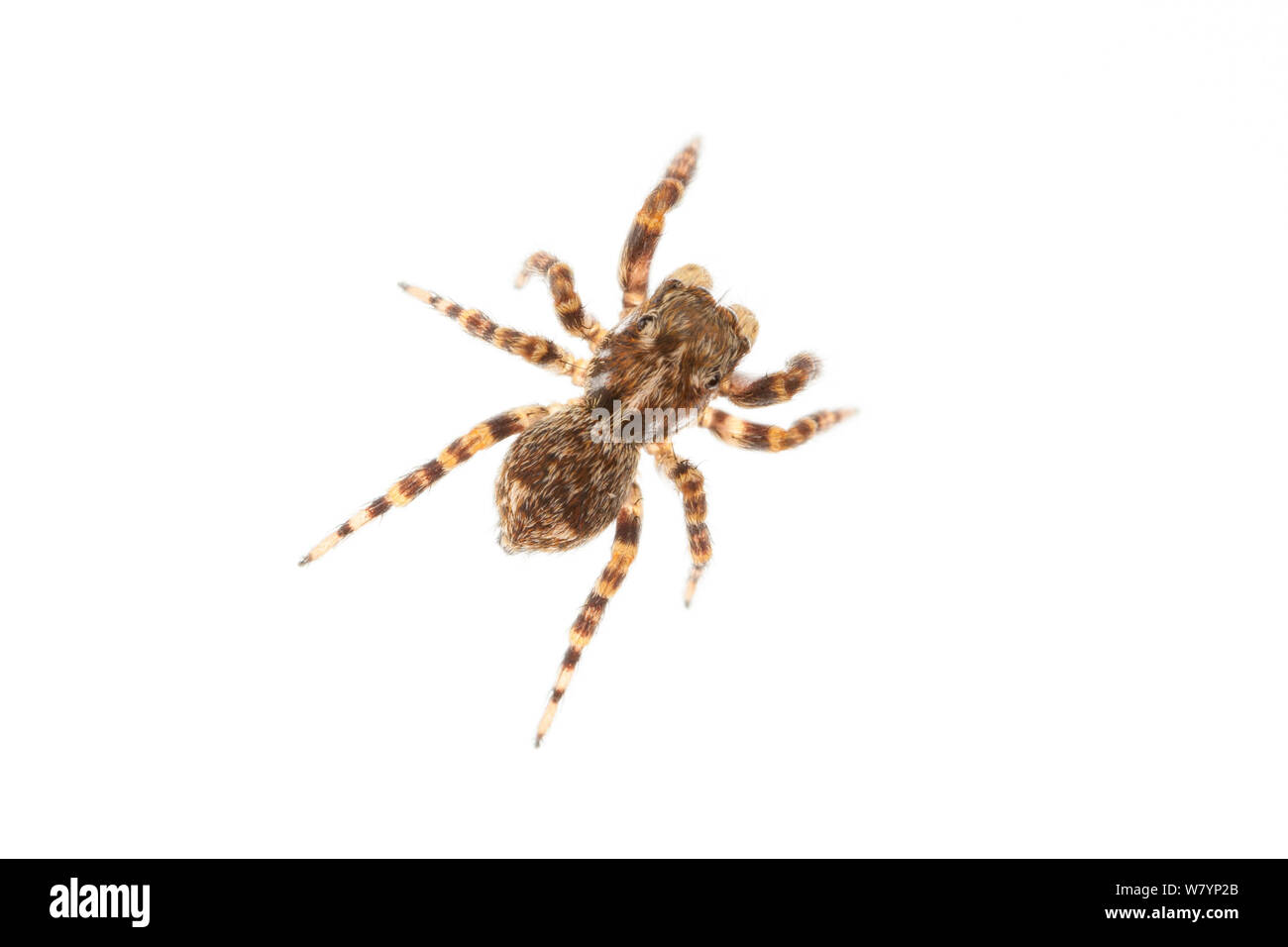 Spider dorsal view Cut Out Stock Images & Pictures - Alamy
