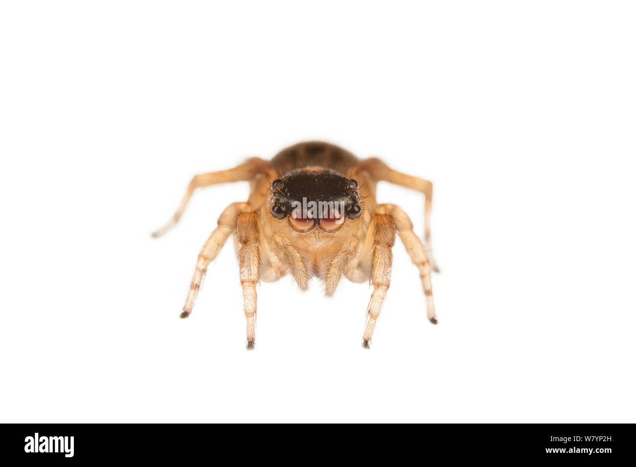 Jumping spider (Saitis barbipes) female, Maine-et-Loire, France ...