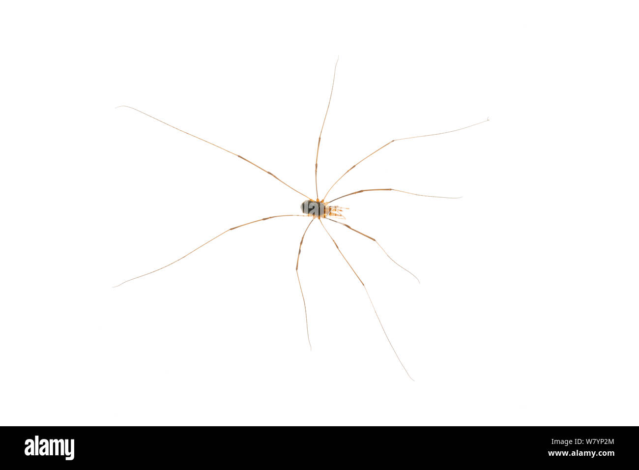 Opiliones hi-res stock photography and images - Alamy