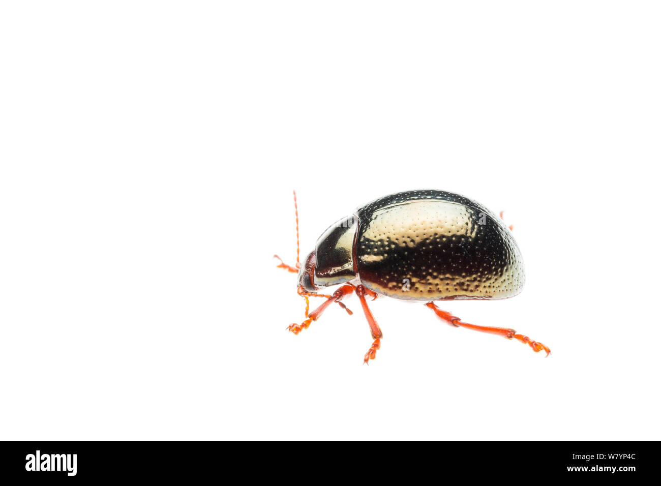 Polyphaga beetles hi-res stock photography and images - Alamy