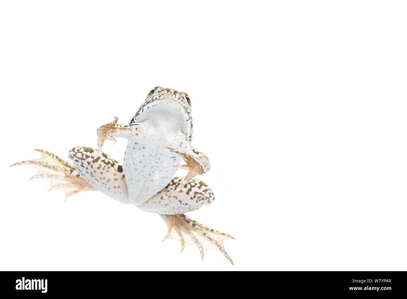 Frog rana sp hi-res stock photography and images - Alamy