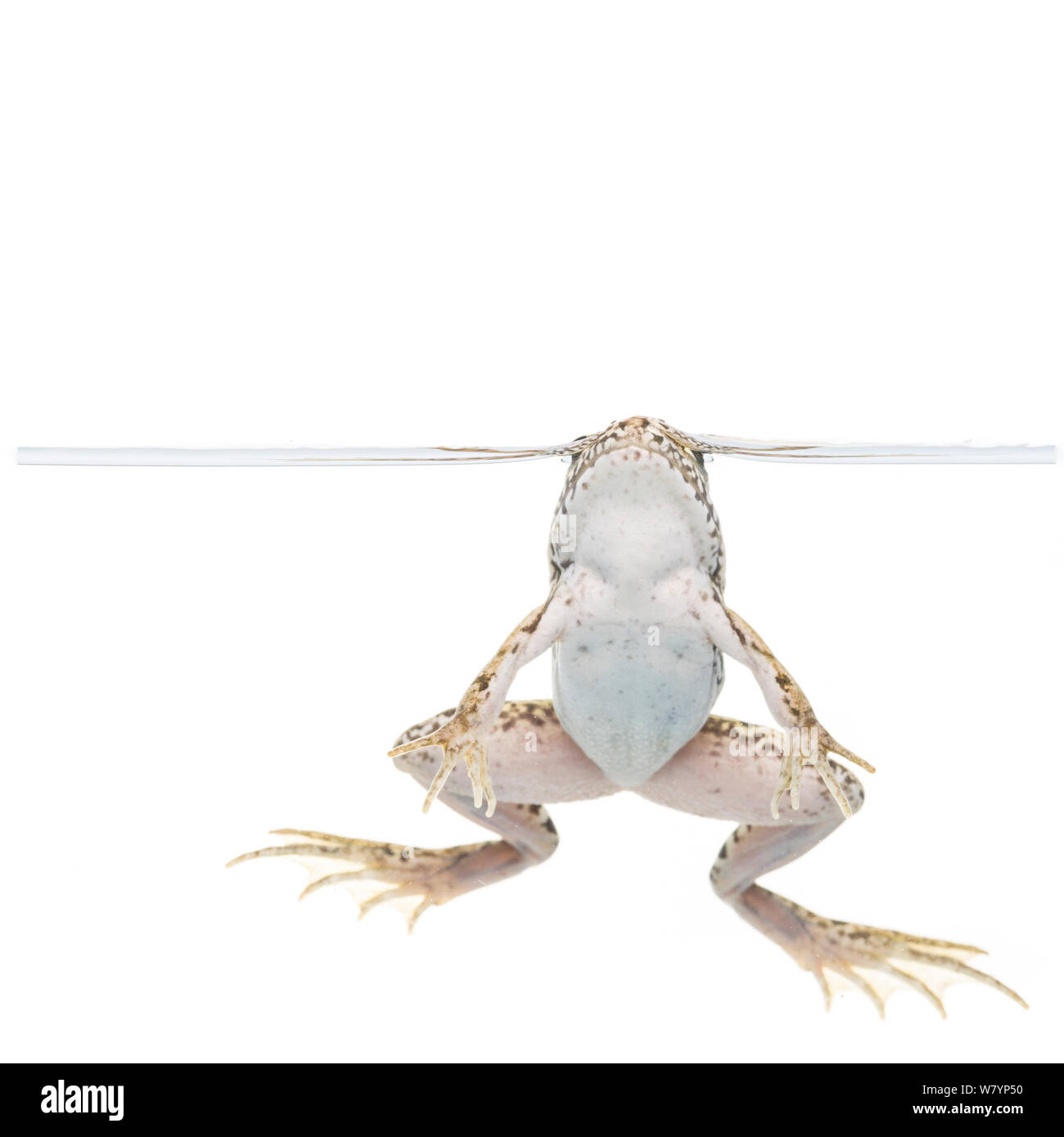 Frog underside hi-res stock photography and images - Alamy