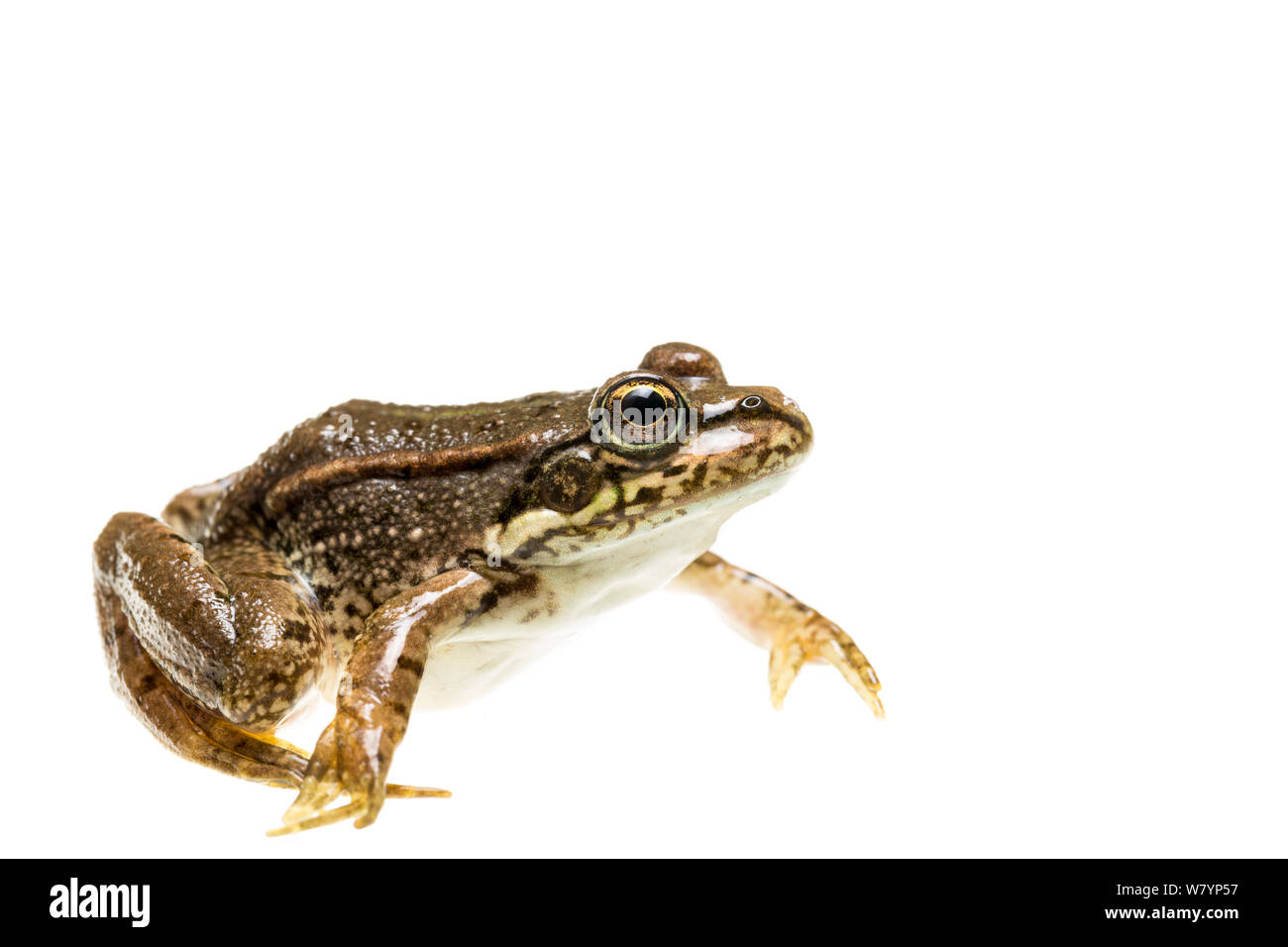 Maine september Cut Out Stock Images & Pictures - Alamy