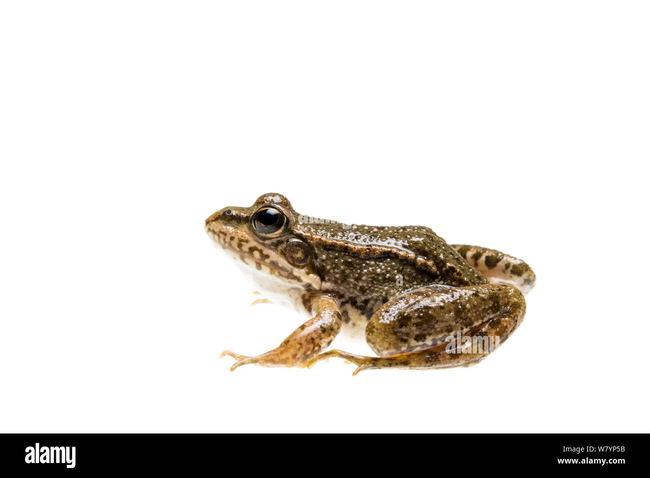 Meet nature Cut Out Stock Images & Pictures - Alamy