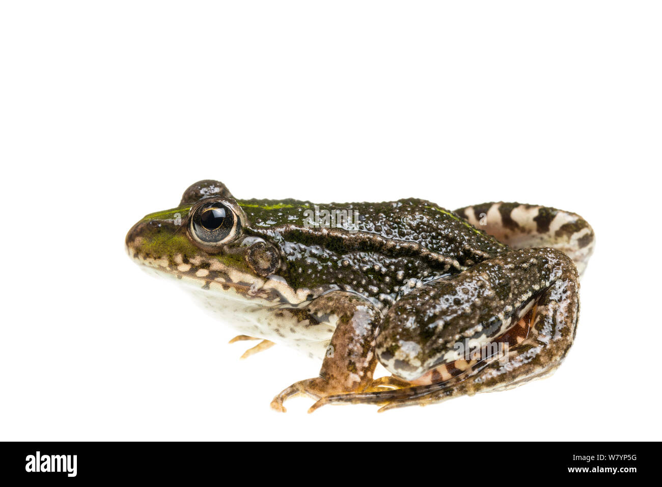 Frog rana sp Cut Out Stock Images & Pictures - Alamy