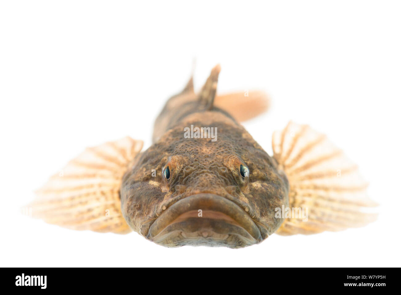 Bullhead fish hi-res stock photography and images - Alamy