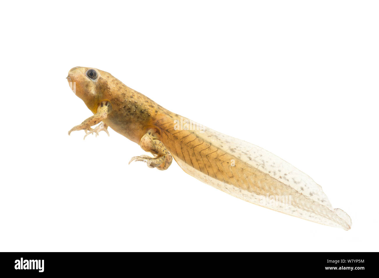 Common spadefoot toad (Pelobates fuscus) in process of metamorphosis ...