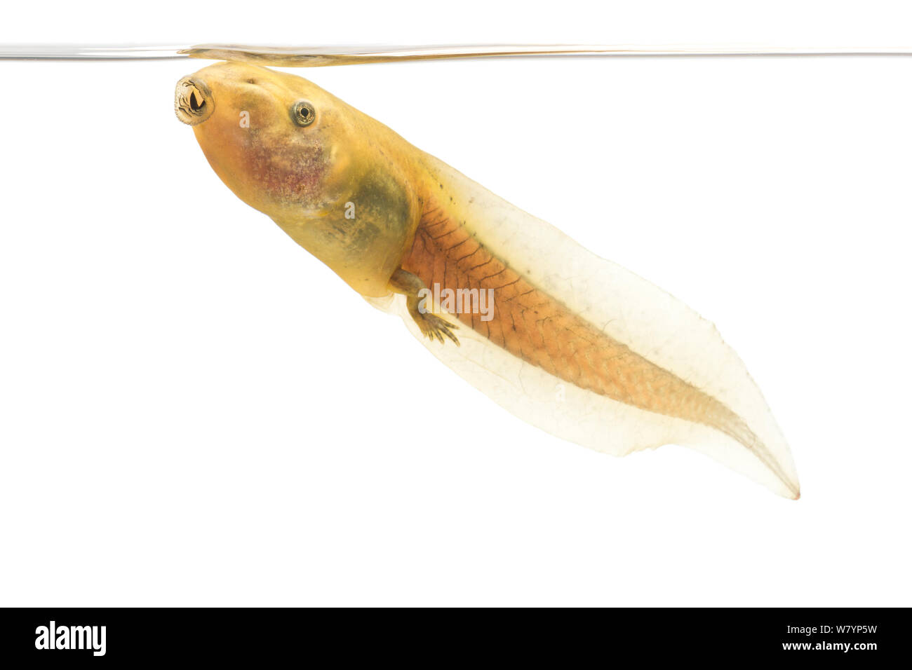 Common spadefoot toad (Pelobates fuscus) tadpole/ larva, The ...