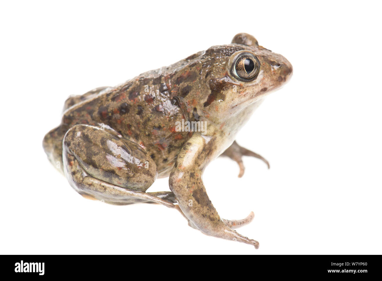 Male common frog hi-res stock photography and images - Alamy