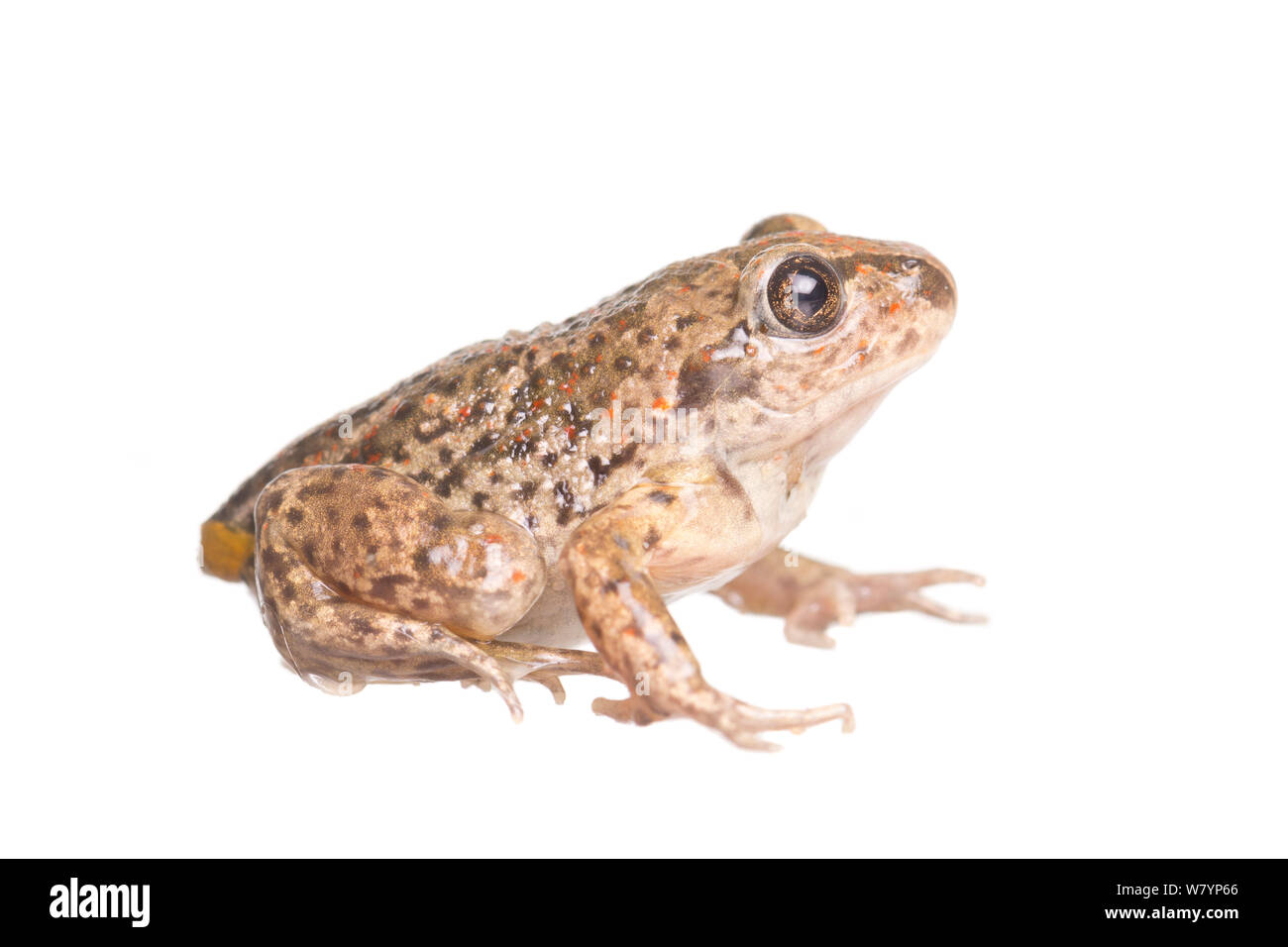 Common spadefoot toad (Pelobates fuscus) juvenile just after ...
