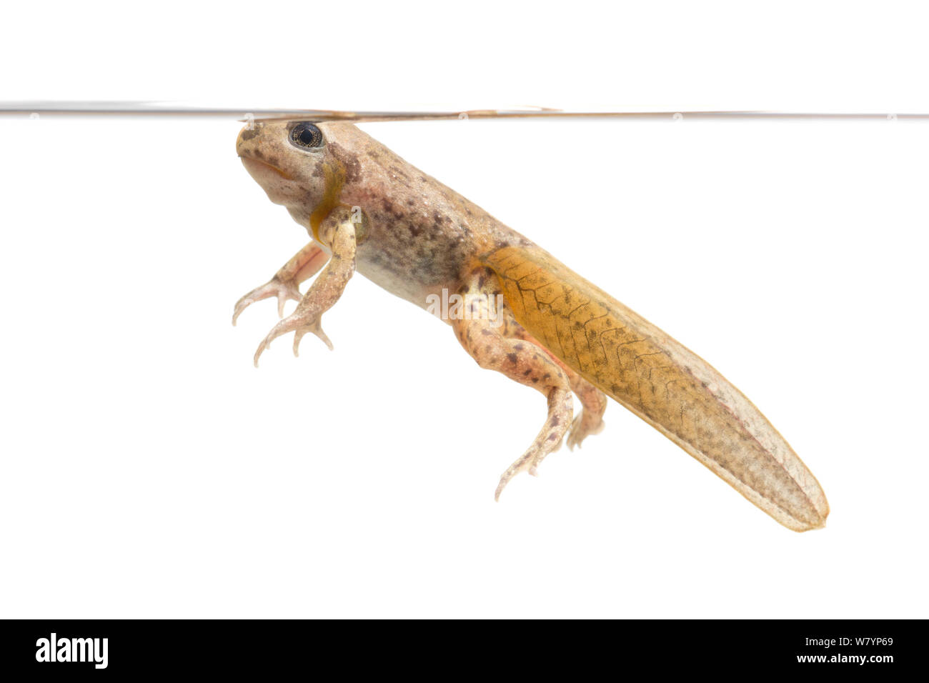 Common spadefoot toad (Pelobates fuscus) in process of metamorphosis ...