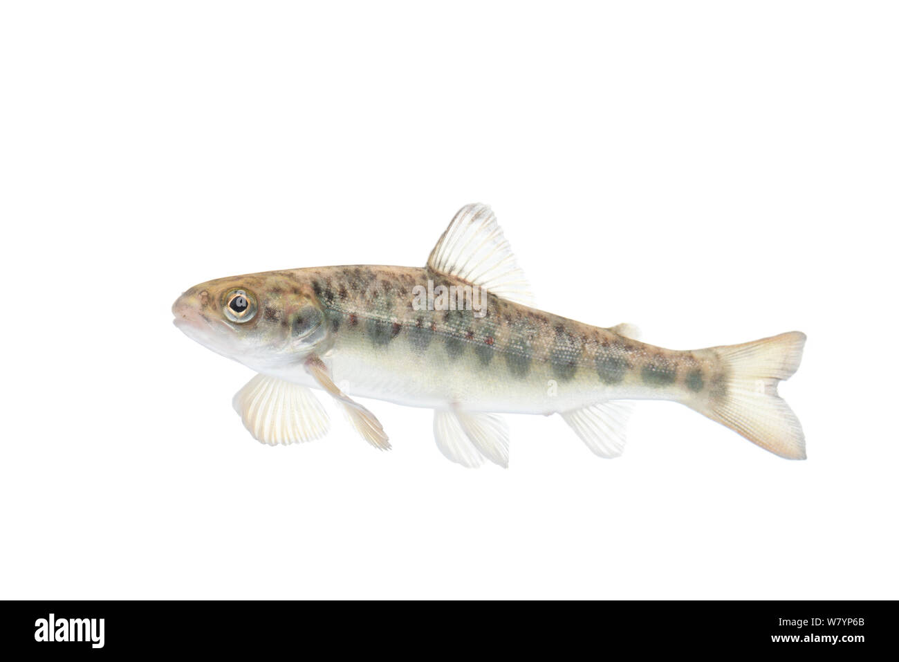 Atlantic salmon parr fish Cut Out Stock Images & Pictures - Alamy