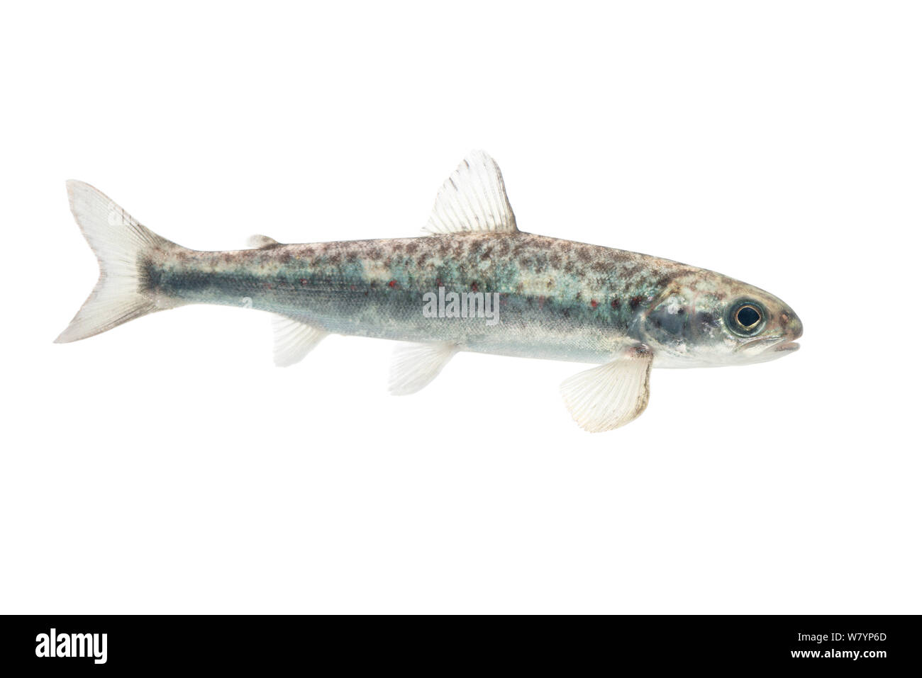 Atlantic salmon (Salmo salar) smolt, The Netherlands, February ...