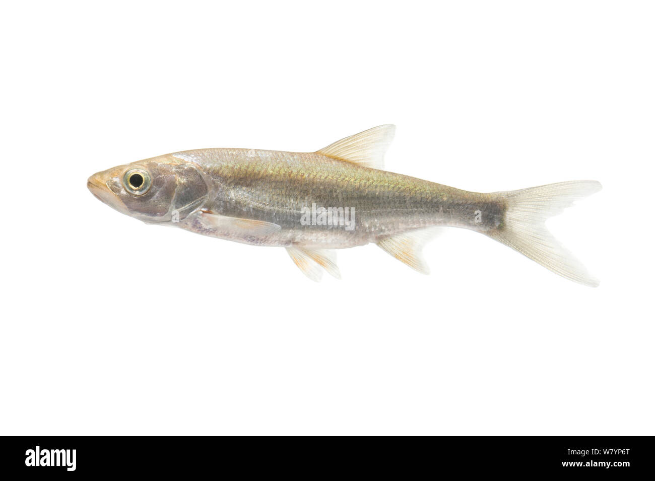Netherlands fish Cut Out Stock Images & Pictures - Alamy