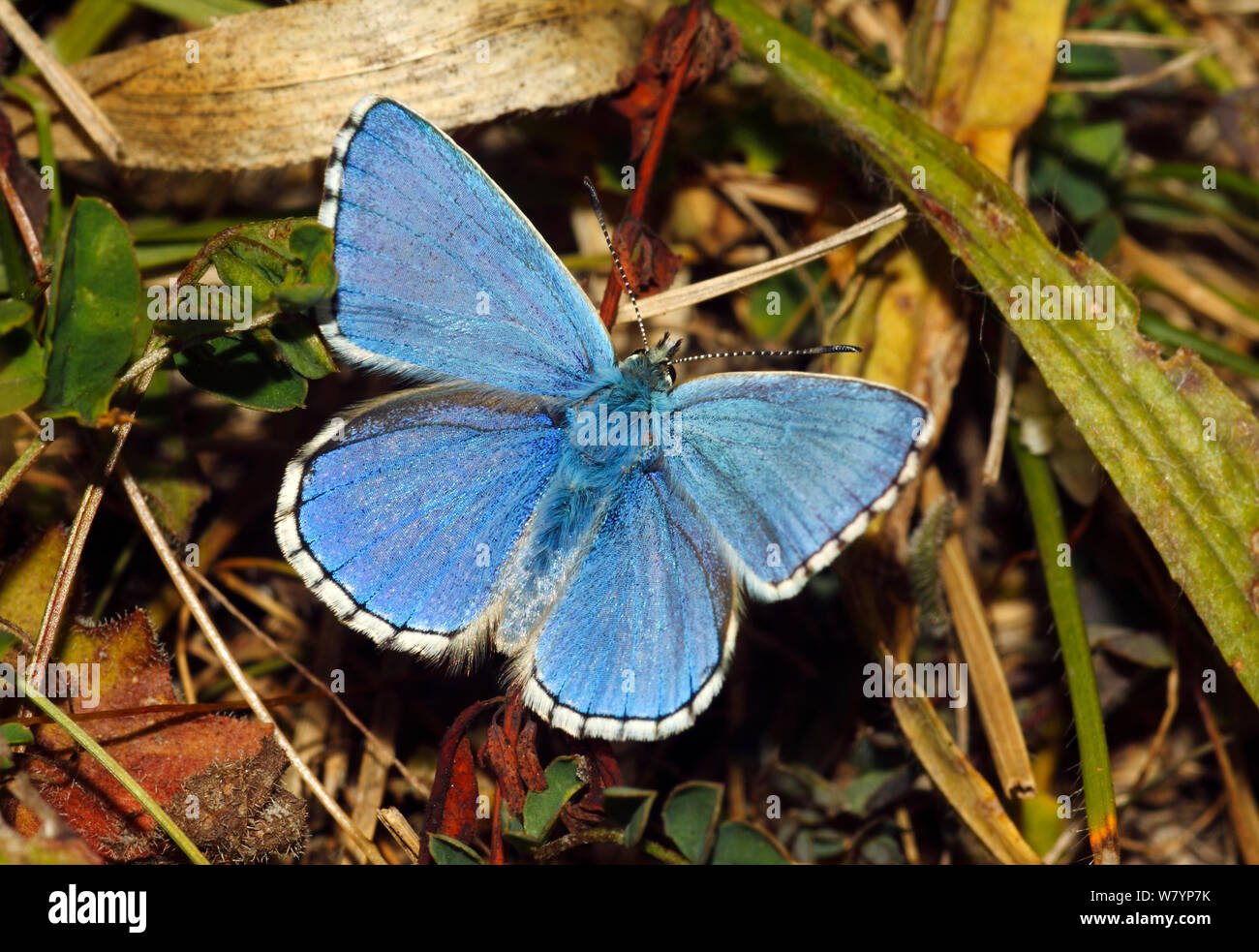 Open winged butterfly hi-res stock photography and images - Alamy