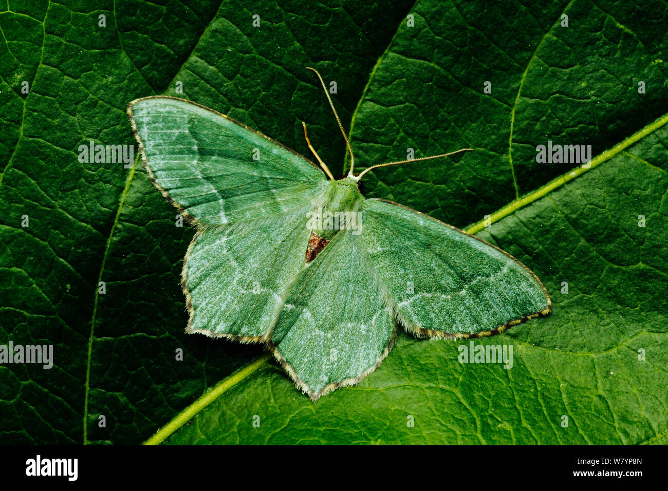 Common Emerald moth (Hemithea aestivaria) resting on a leaf, London ...