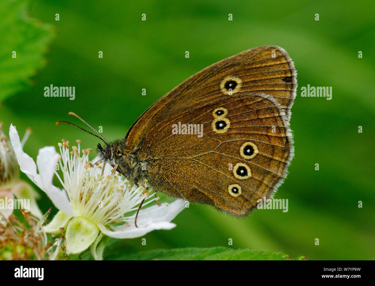Ringlet butterfly uk hi-res stock photography and images - Alamy