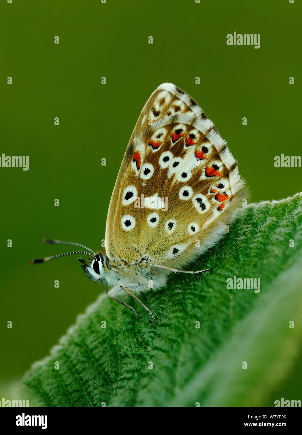 Female chalkhill blue hi-res stock photography and images - Alamy