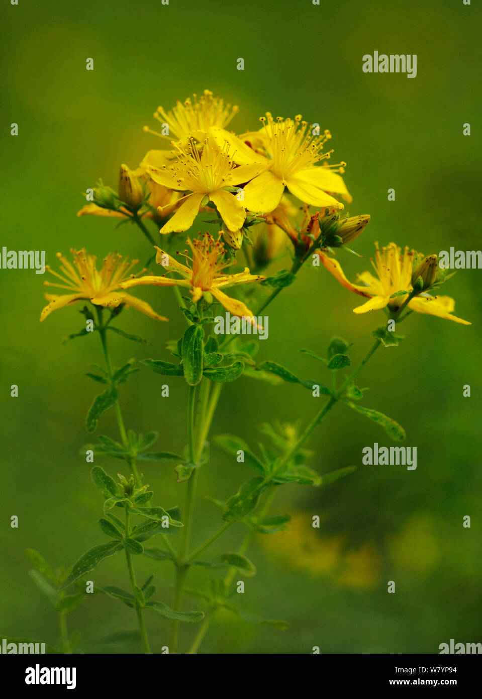 Hypericum perforatum seed hi-res stock photography and images - Alamy