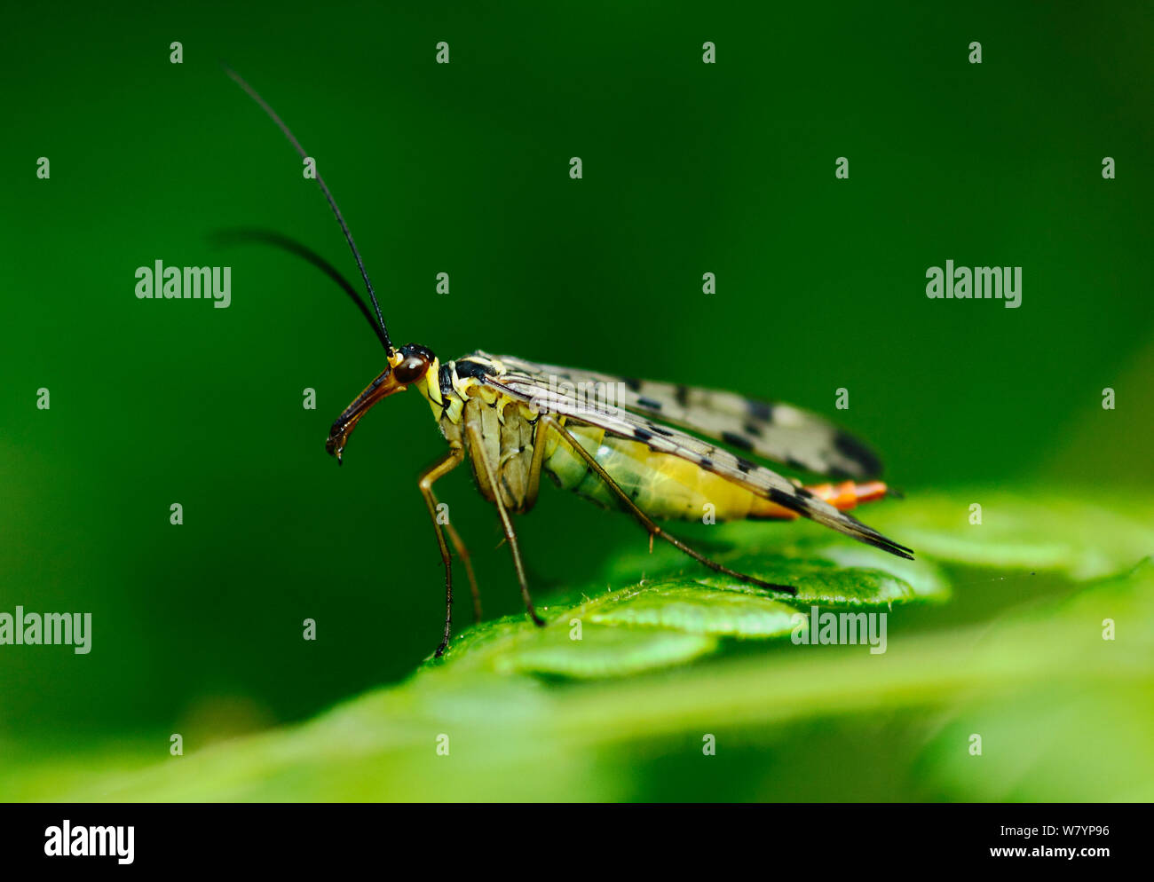 Female Scorpion fly (Panorpa sp.) Bookham Commons SSSI, North Downs ...