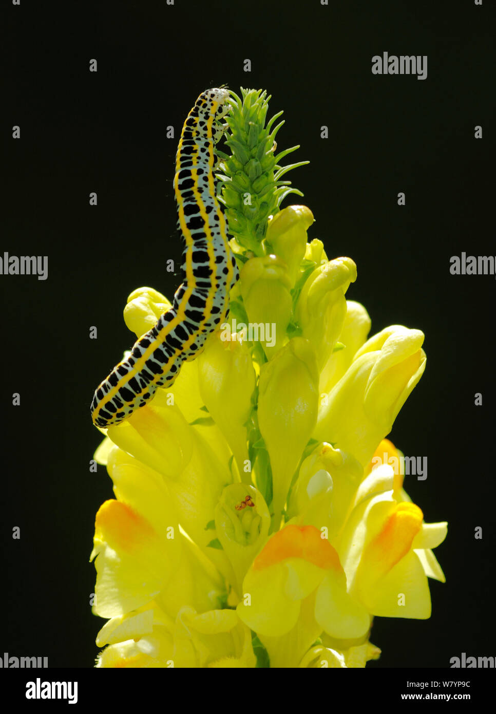 Toadflax brocade moth (Calophasia lunula) caterpillar, on Common ...